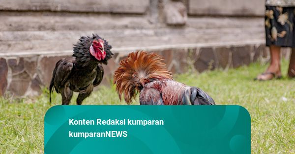 Kasus Gerebek Sabung Ayam di Lampung: 3 Polisi Tewas Ditembak OTK di Kepala | kumparan.com